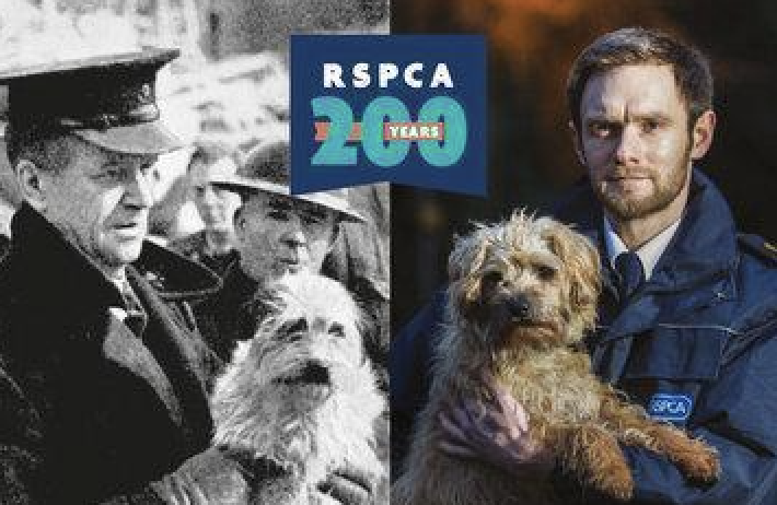 More than 12,000 animals rehomed by the RSPCA in Essex last decade ...