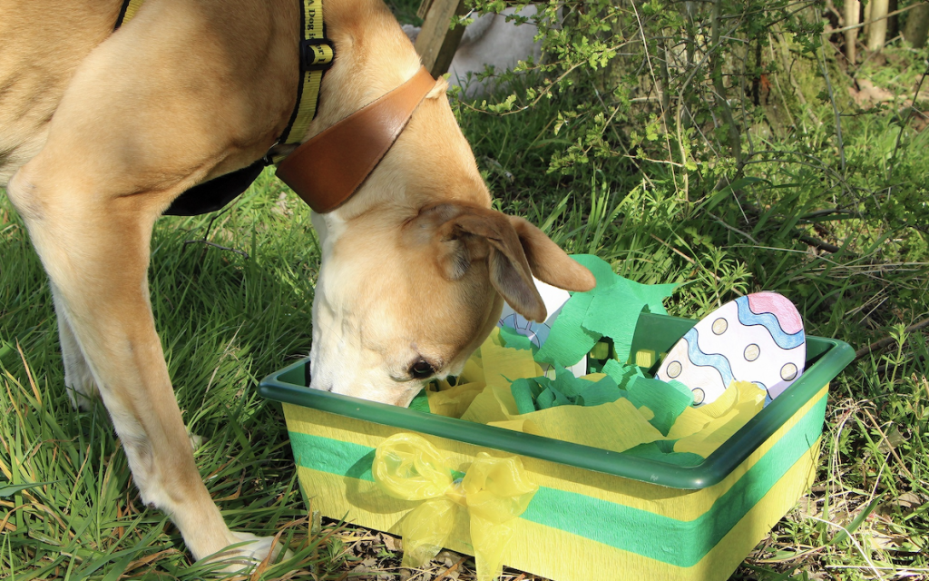 Dogs Trust gives eggs-pert advice on how to have a dog-friendly Easter ...