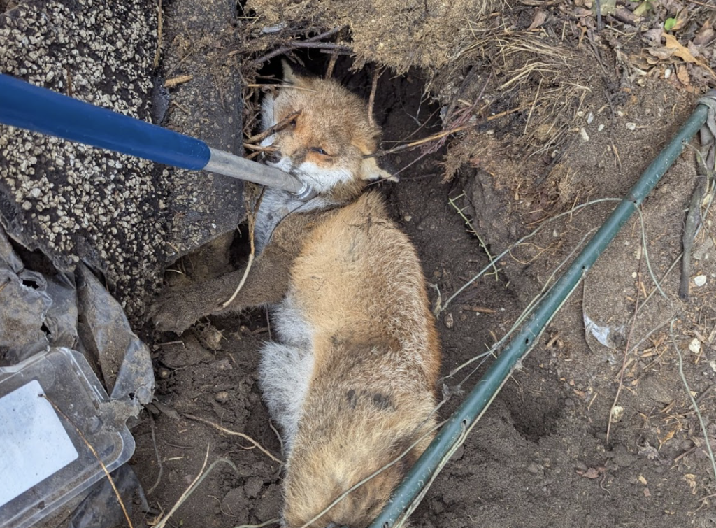 Severely injured fox in RSPCA rescue highlights litter danger - Your ...