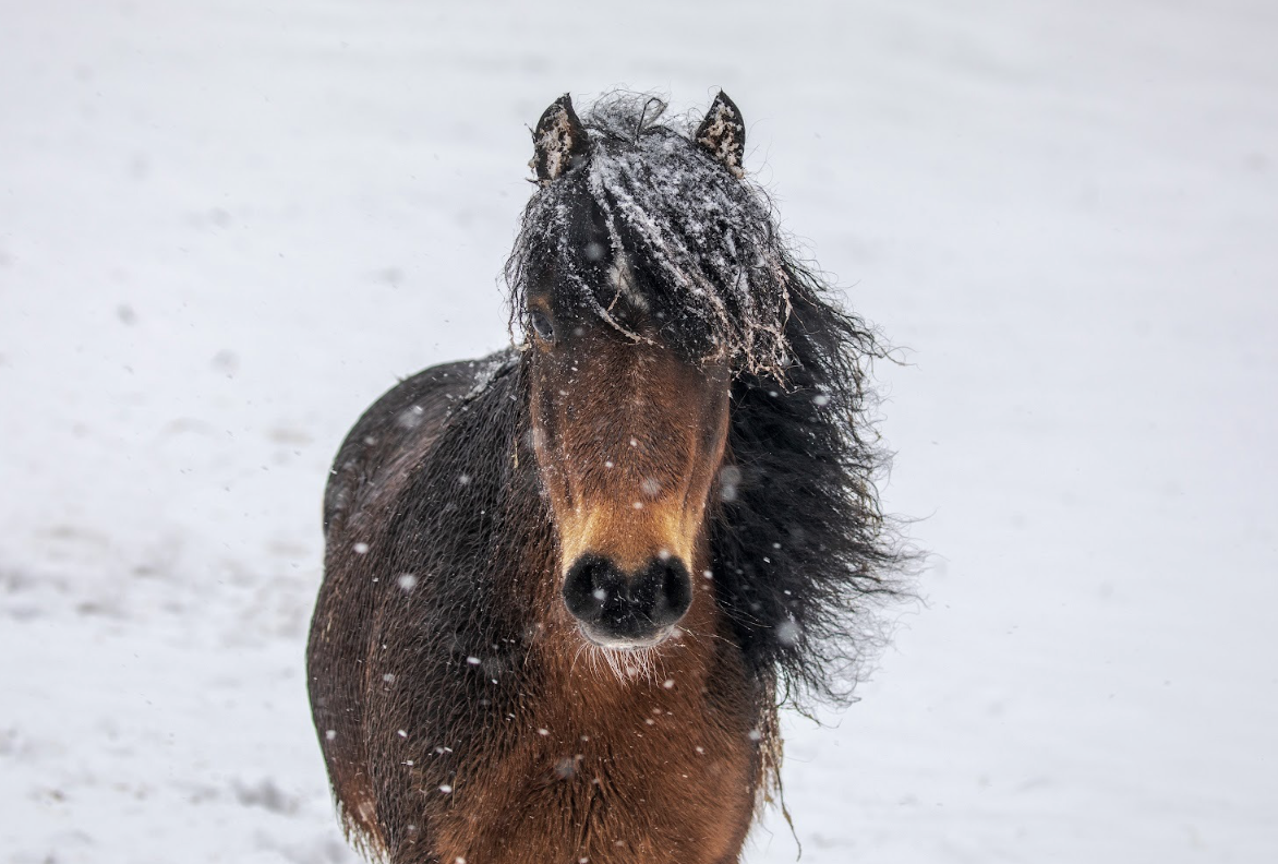RSPCA shares advice to keep animals safe during weekend cold snap ...