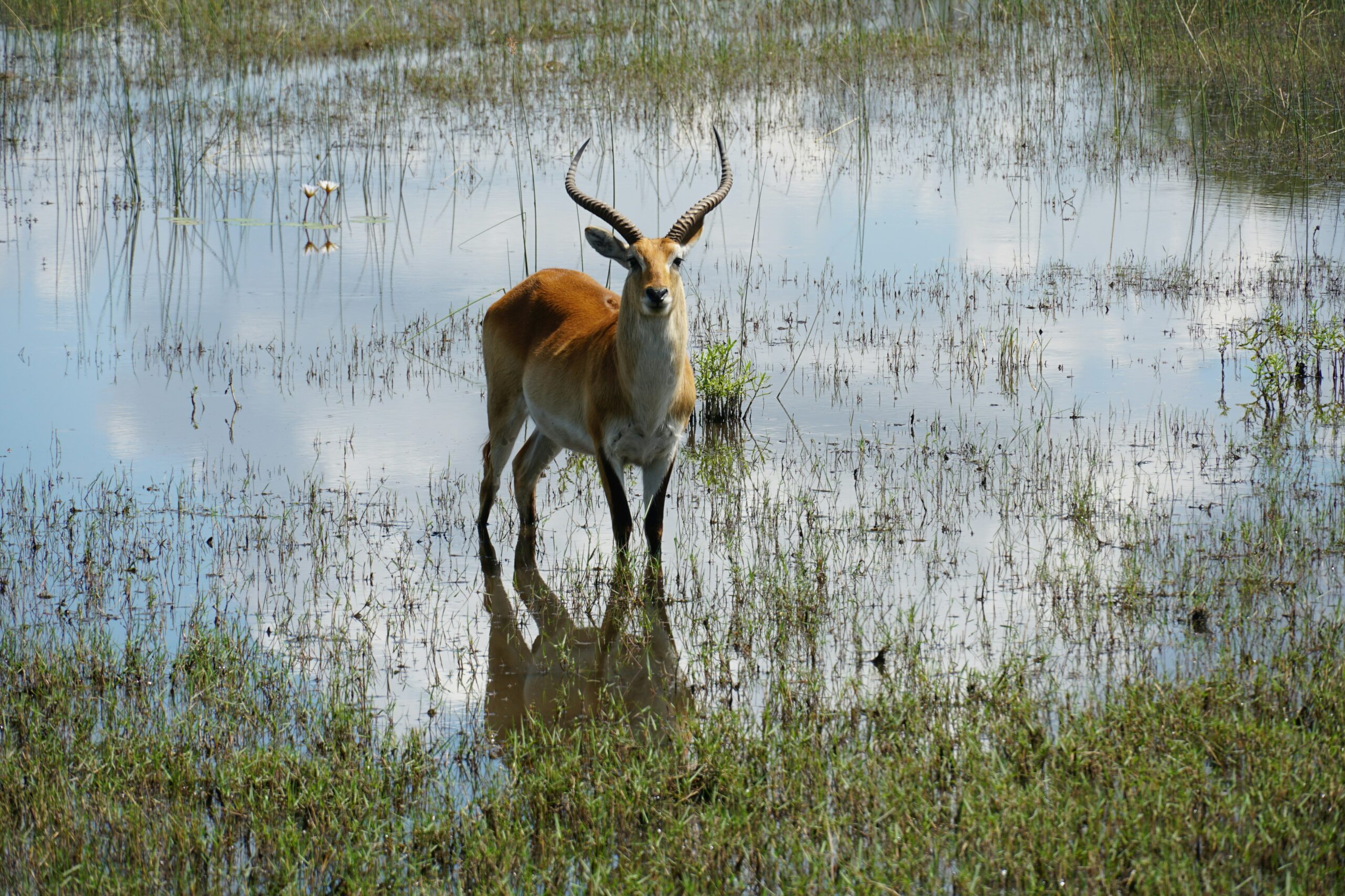 Top 7 Essential Tips for Your Zimbabwe Safari Trip - Your Thurrock